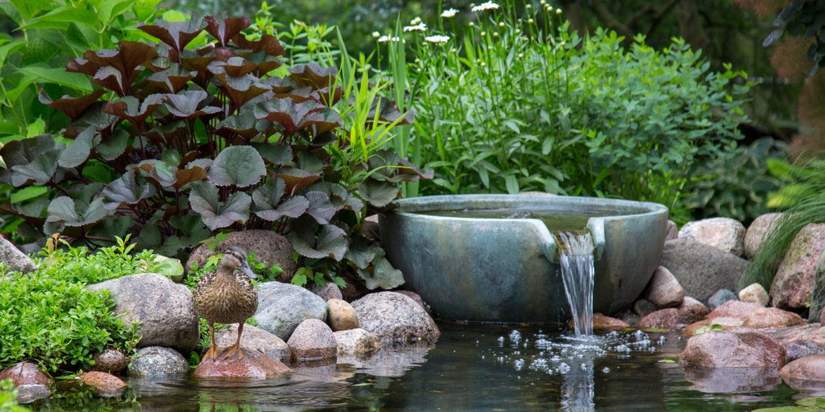 6 Common Pond Myths Debunked! — Aquascape Australia