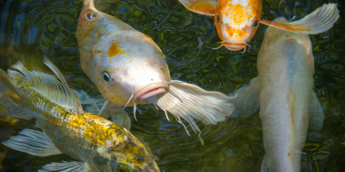 Choosing the Best Fish Food for Your Pond — Aquascape Australia