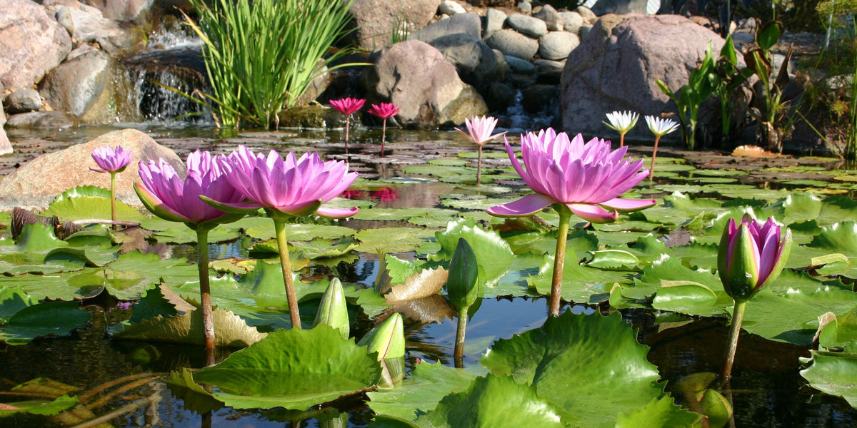 8 Spring Maintenance Tips for Your Pond — Aquascape Australia