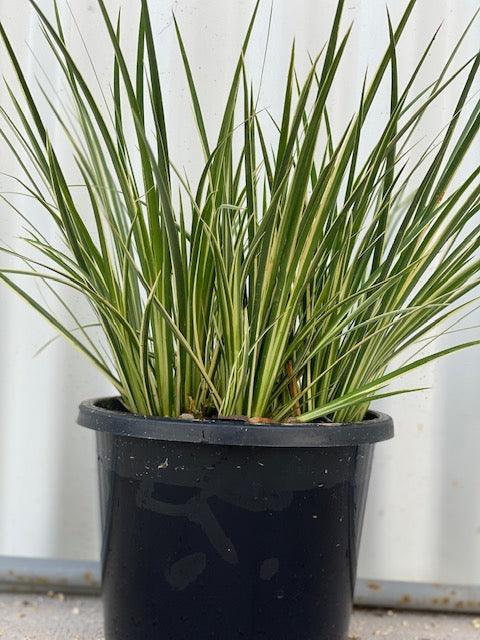 Acorus Gramineus Variegata — Aquascape Australia